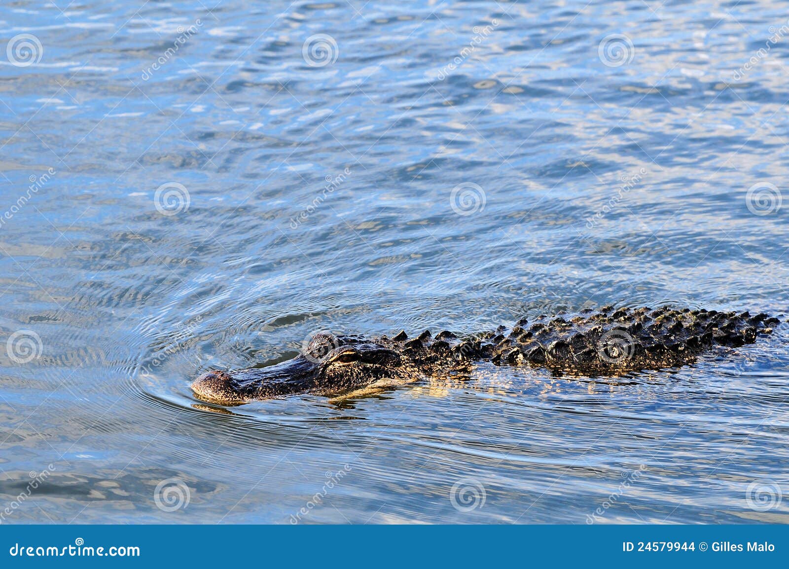 American alligator hunting stock photo. Image of gators - 24579944
