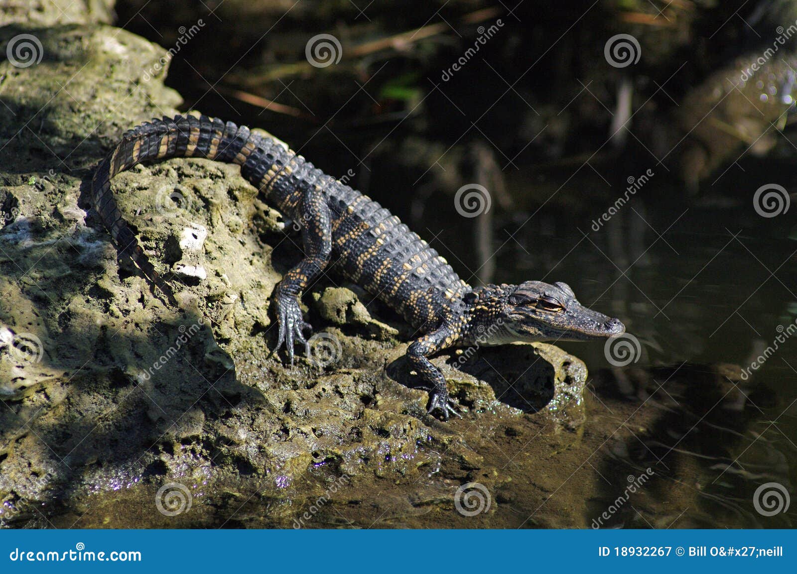 American Alligator (juvenile) Stock Image - Image of rock, nature: 18932267