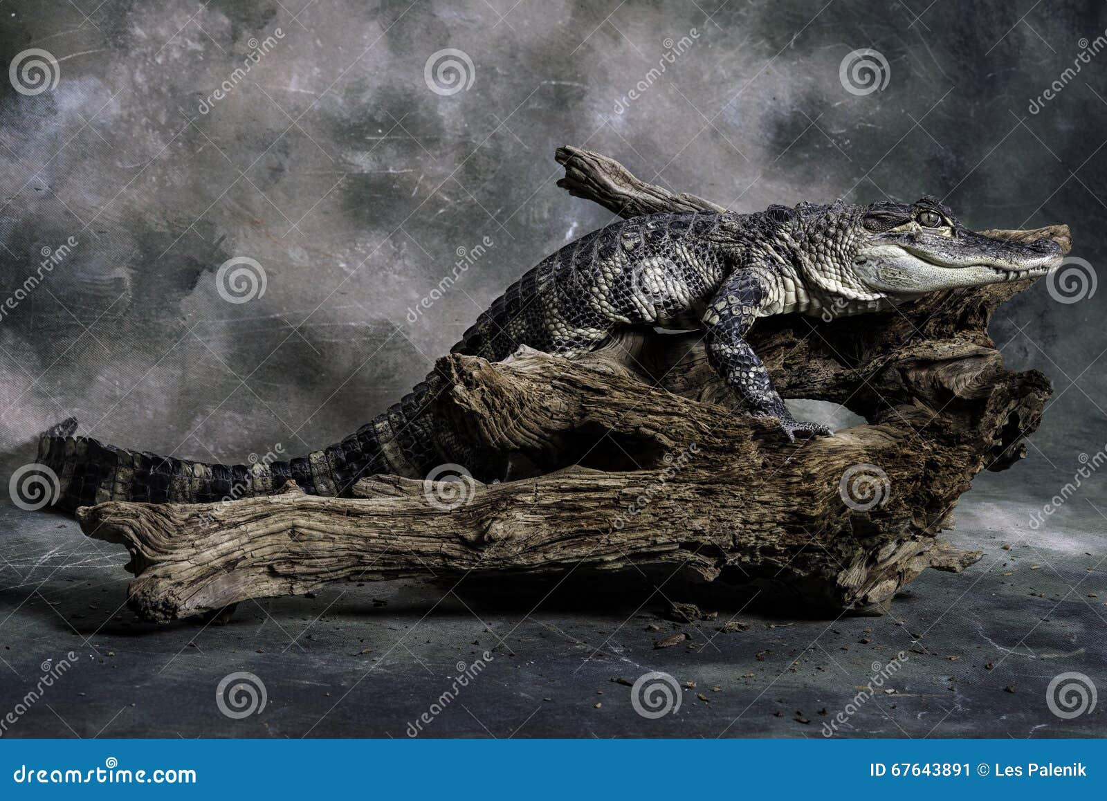 Dead Alligator Stock Images - 104 Photos