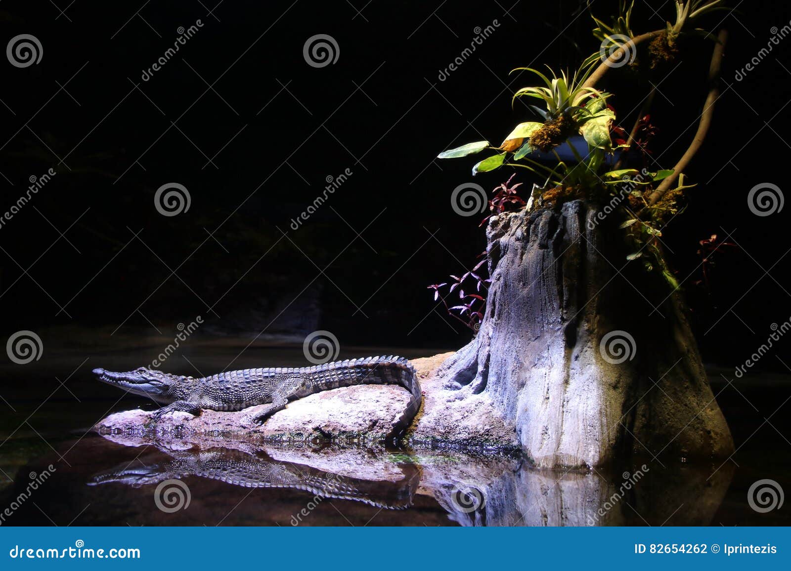 Alligator Heart Stock Photos - Free & Royalty-Free Stock Photos from ...