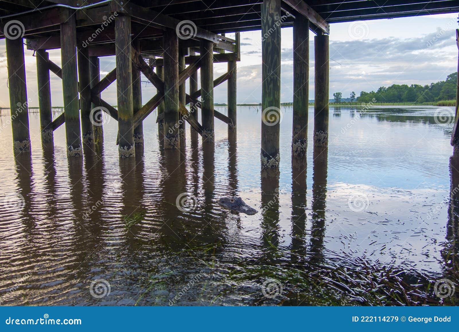 An American Alligator in Mobile Bay Stock Image - Image of mobile, pier ...