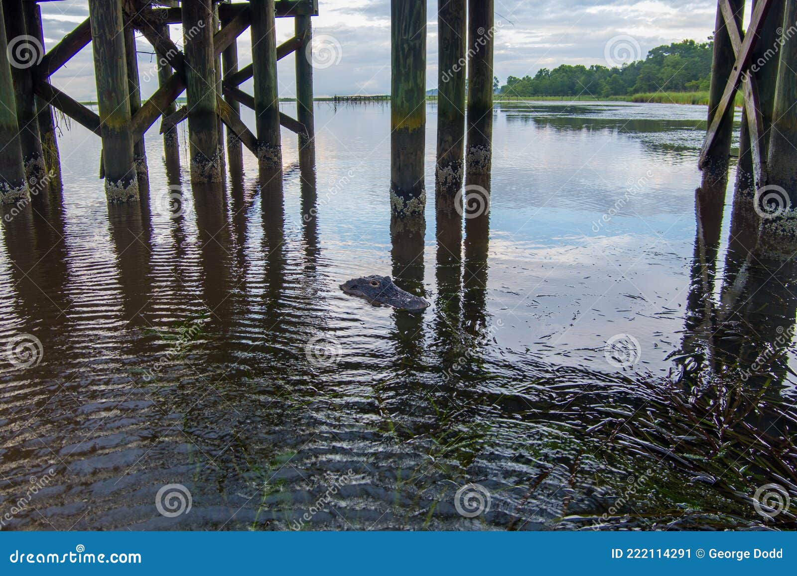An American Alligator in Mobile Bay Stock Image - Image of mobile ...