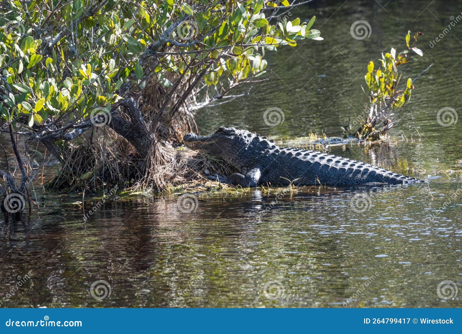 American Alligator Near the Trees in the River Stock Image - Image of ...
