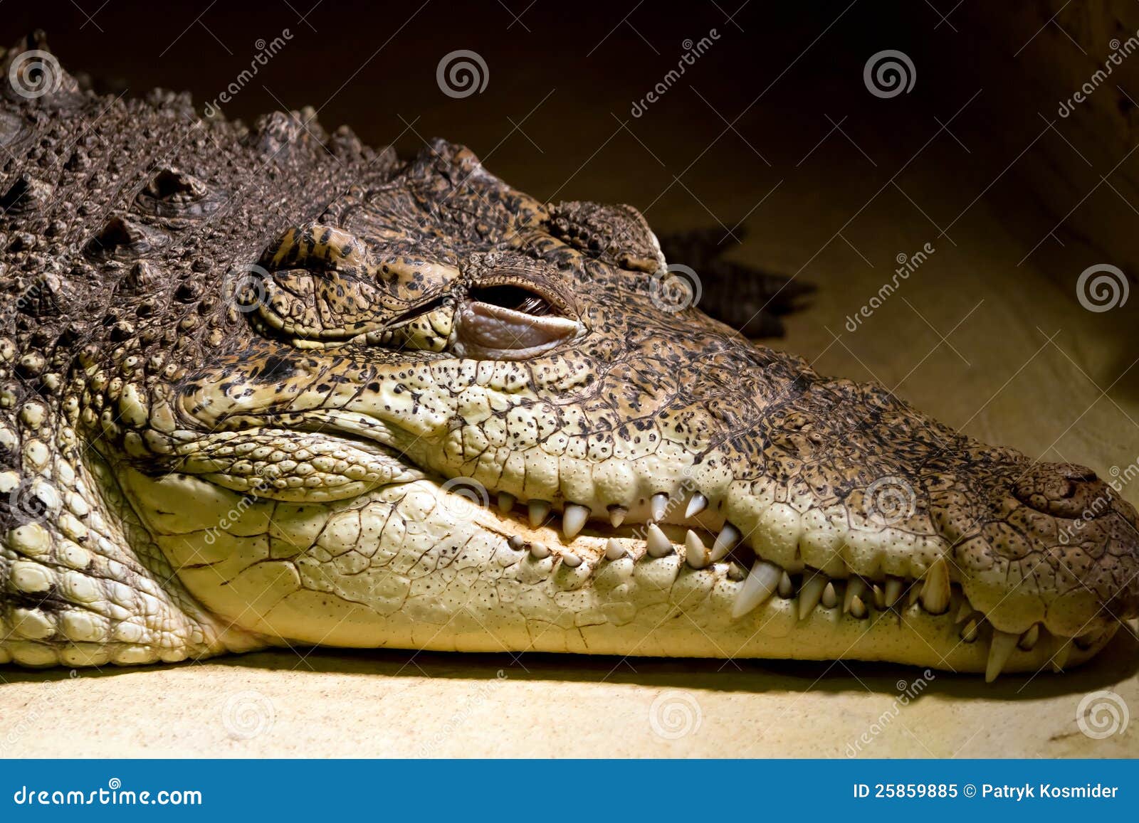 American Alligator Portrait Stock Image - Image of alligator, claws ...