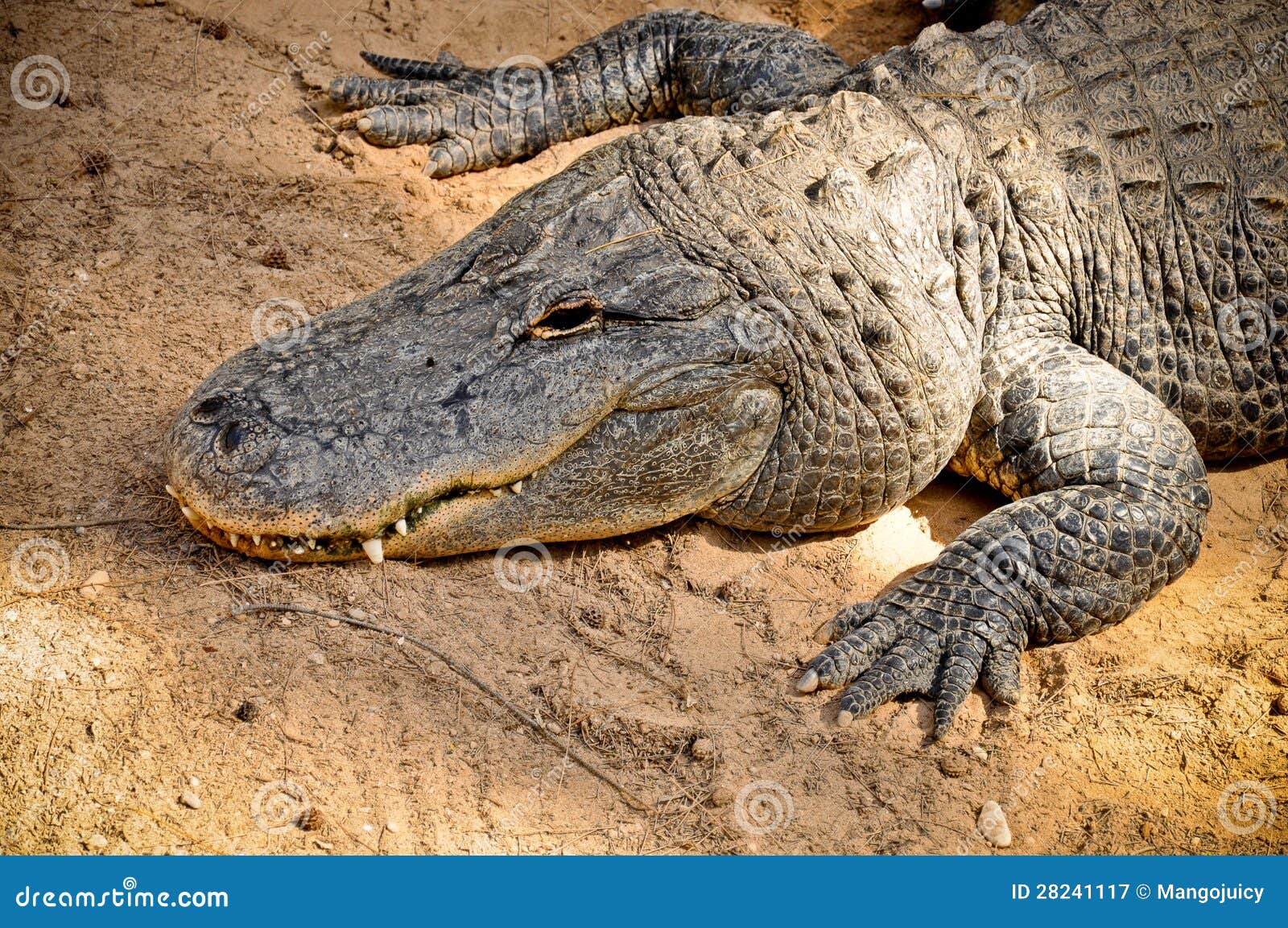 American Alligator Portrait Stock Image - Image of predator, danger ...