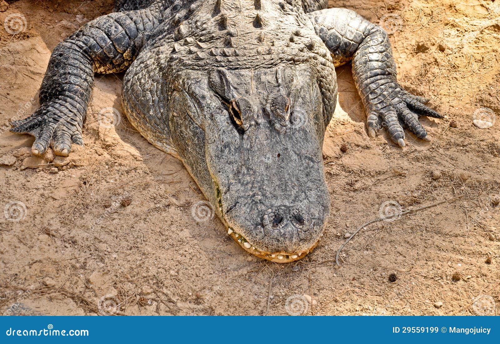 American Alligator Portrait. HDR Picture Stock Image - Image of reptile ...