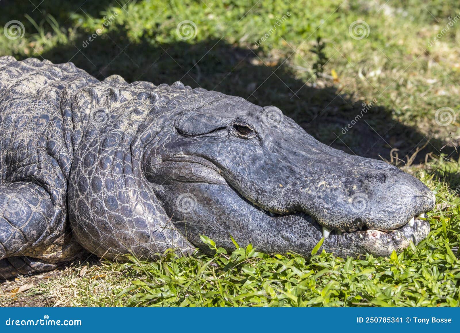 American Alligator Profile stock image. Image of environment - 250785341