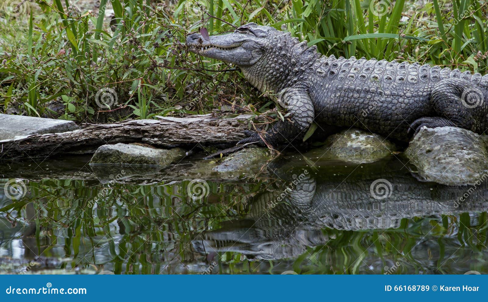 American Alligator Reflected in Dark Water Stock Image - Image of sharp ...