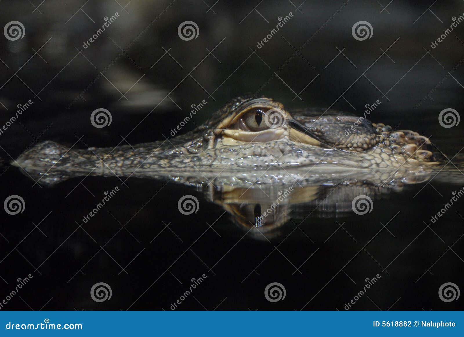American Alligator Anatomy Profile Showing Webbed Foot With Scales And ...