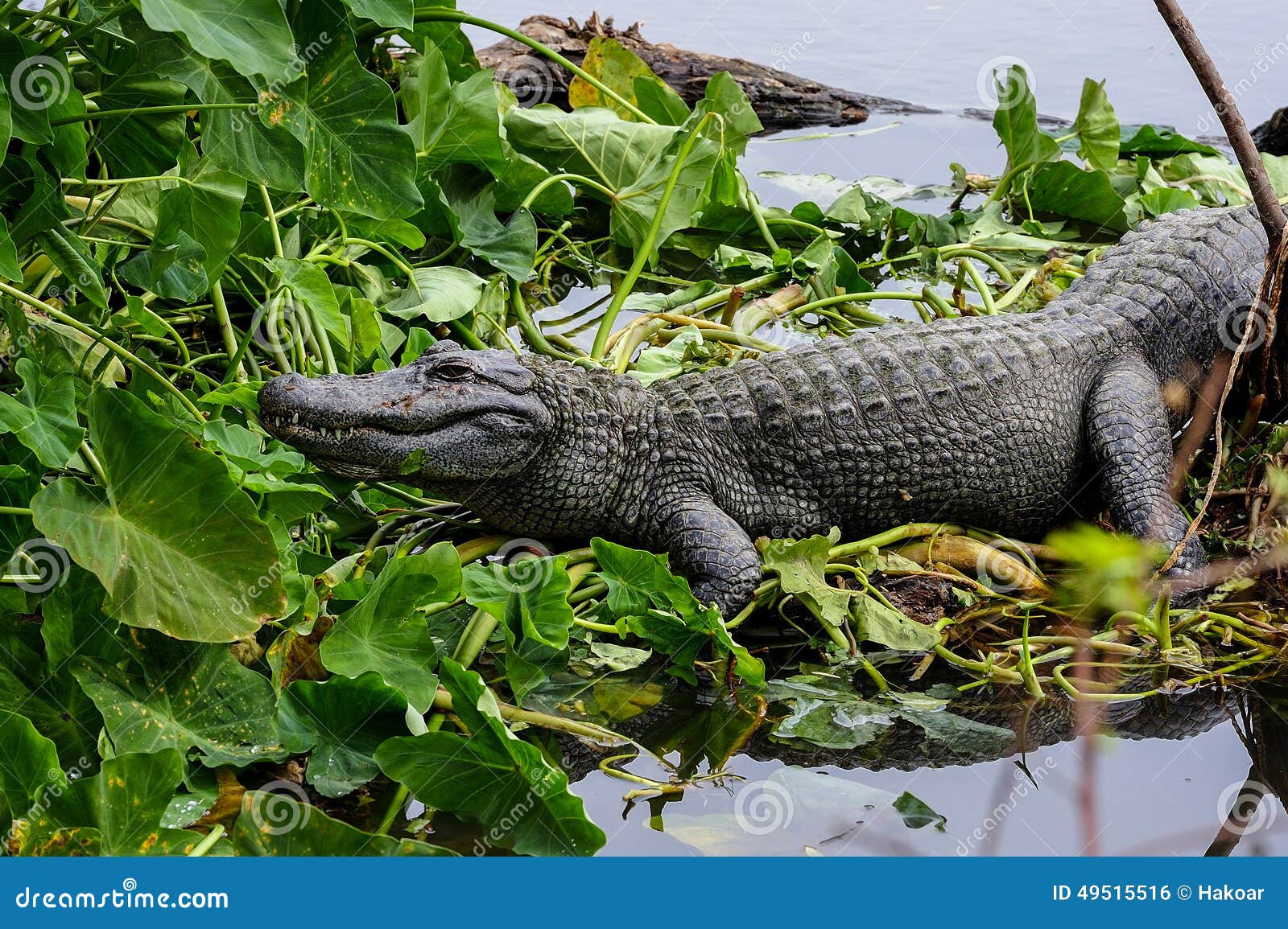 American alligator stock photo. Image of powerful, mississippiensis ...