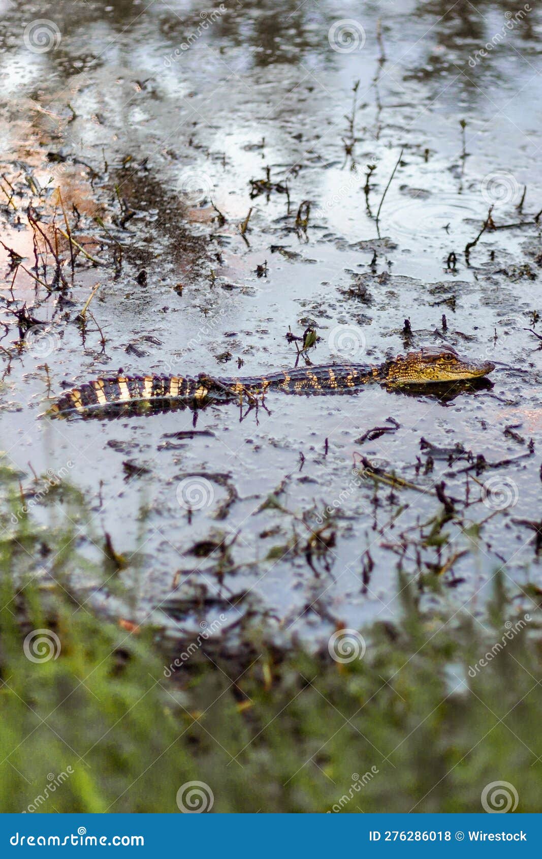 American Alligator Resting in a Pond Stock Photo - Image of habitat ...