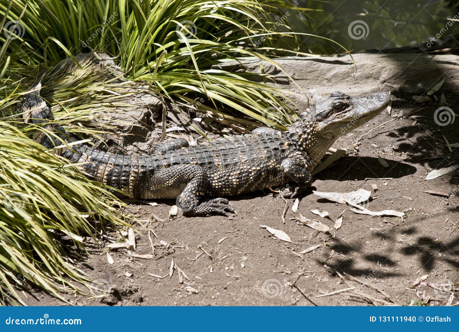 An American alligator stock photo. Image of american - 131111940