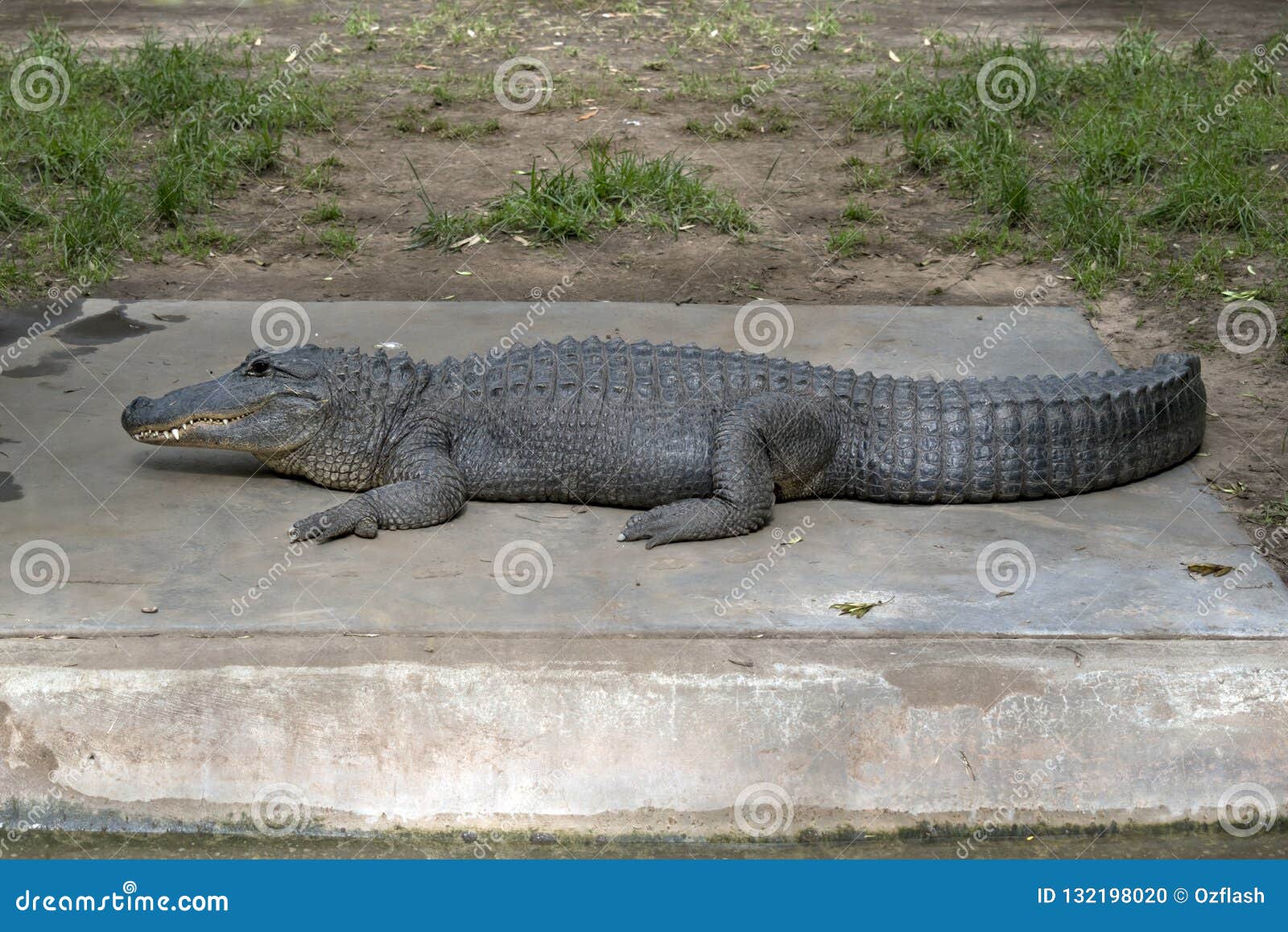 An American alligator stock photo. Image of view, outdoors - 132198020