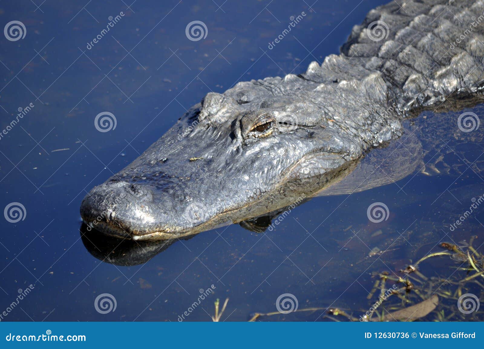 American Alligator Stalking in Water Stock Photo - Image of asia ...