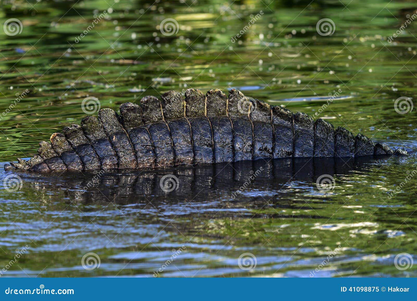 American alligator stock image. Image of curved, armor - 41098875