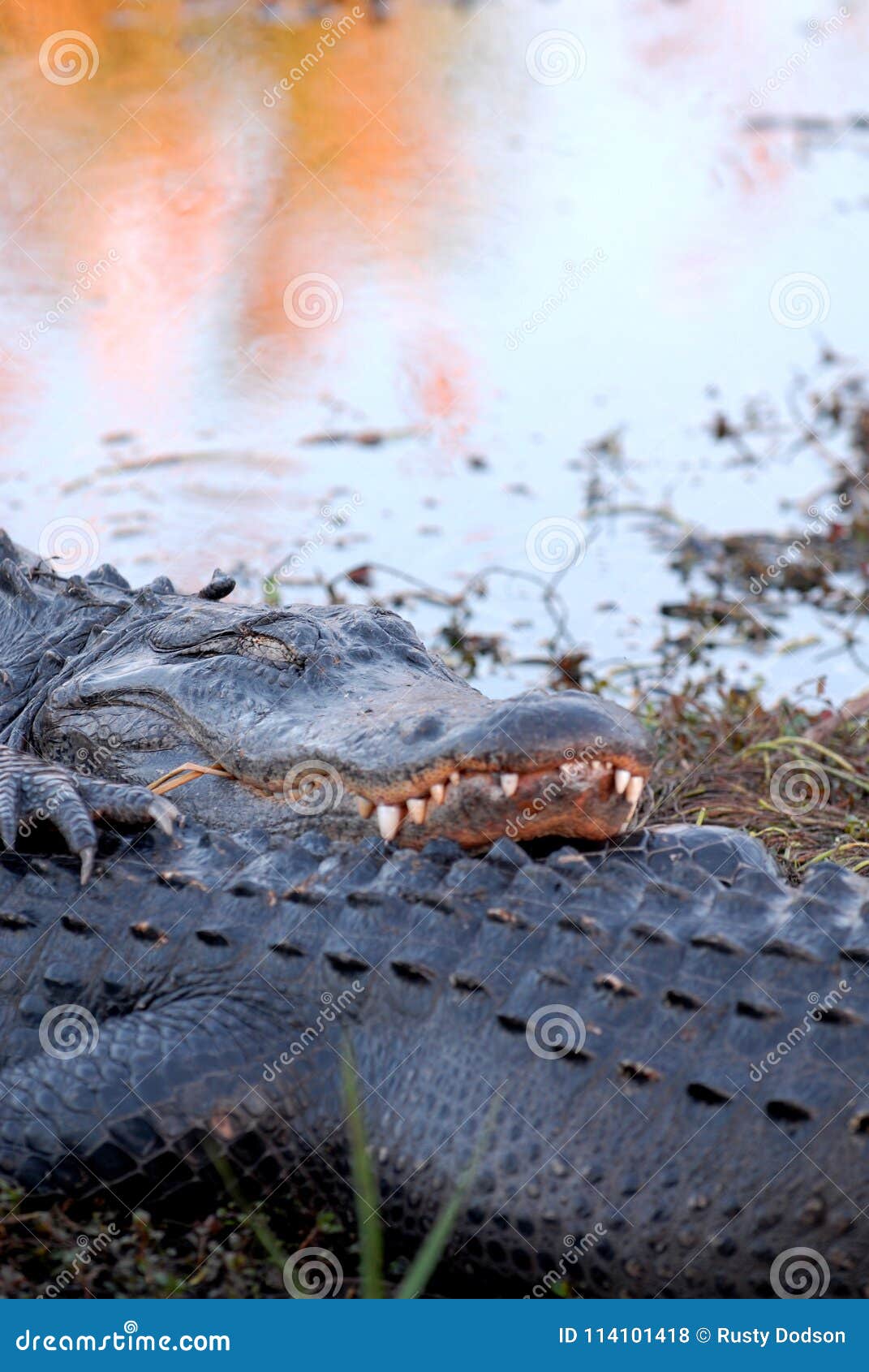 Gator Cuddles stock photo. Image of swamp, ecosystem - 114101418