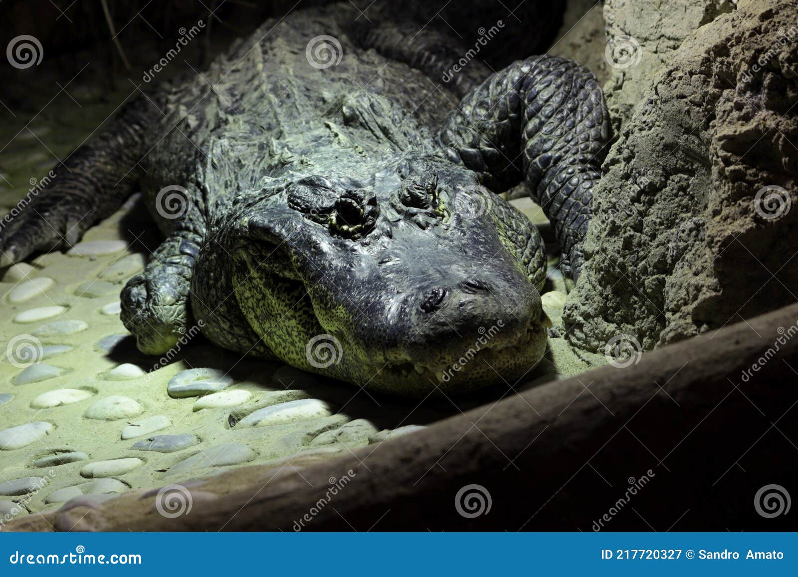 American Alligator in Terrarium in Zoo Stock Image - Image of green ...
