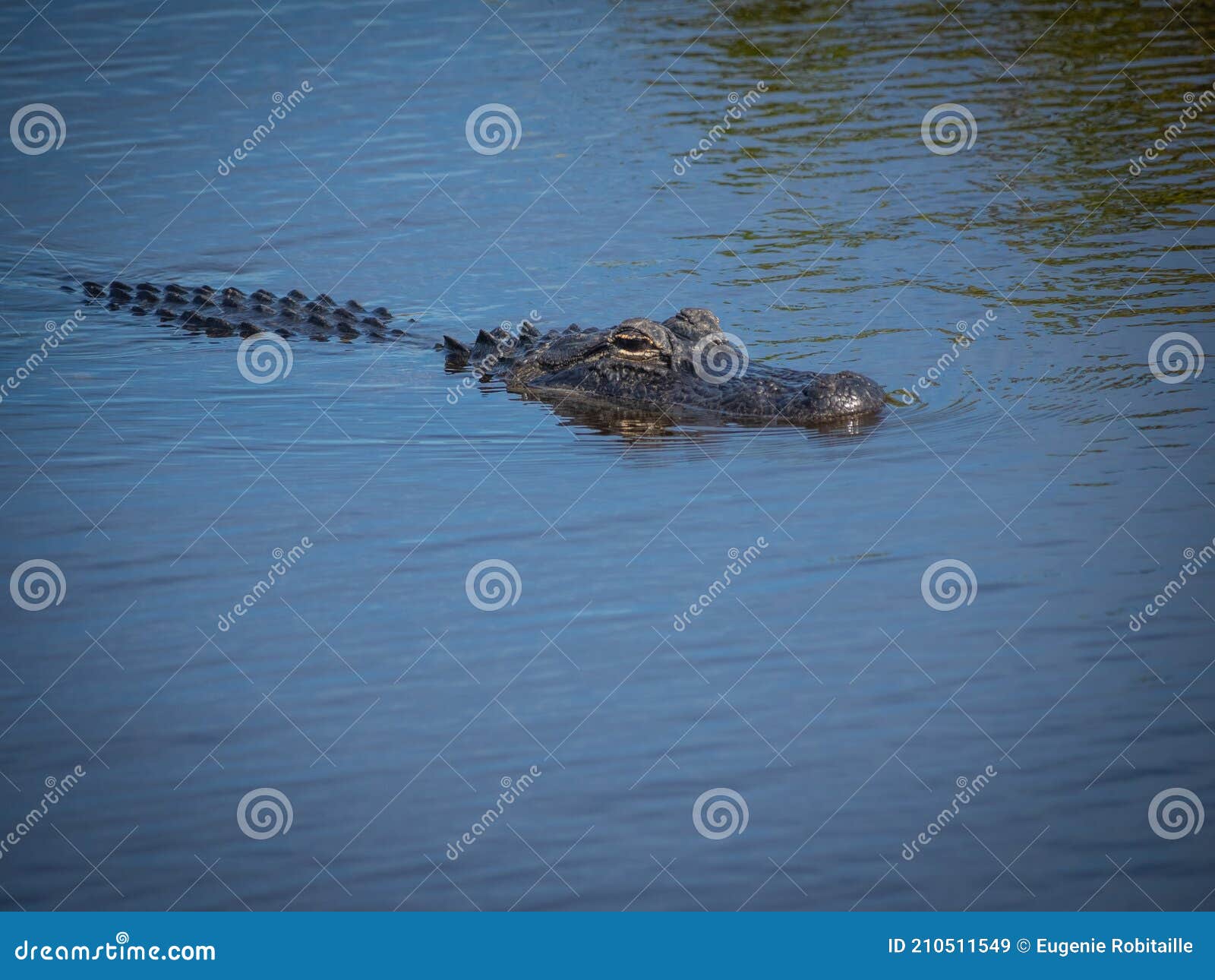 American Alligator in Water Stock Image - Image of great, american ...