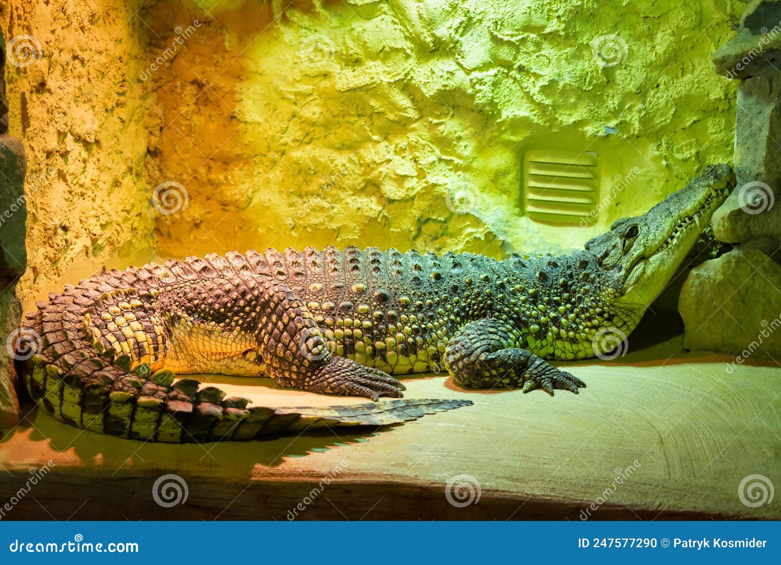 American Alligator in the Zoo Stock Photo - Image of alligator, beast ...