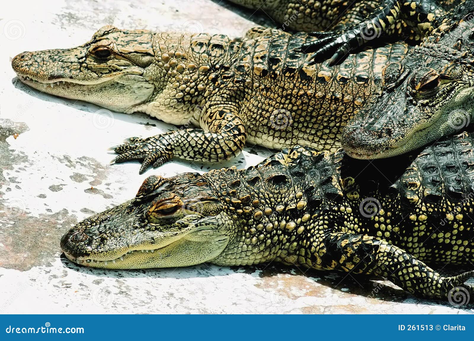 American alligators stock image. Image of pool, color, nature - 261513