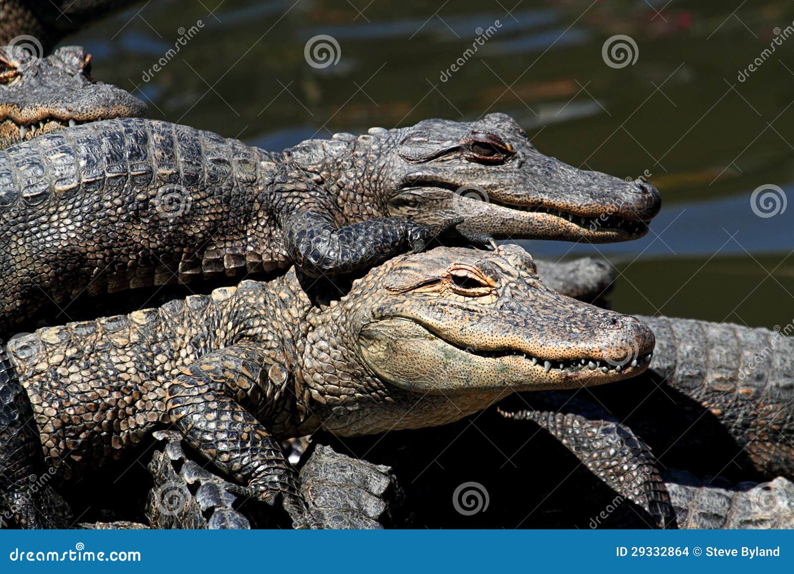 American Alligators Basking in the Sun Stock Photo - Image of florida ...