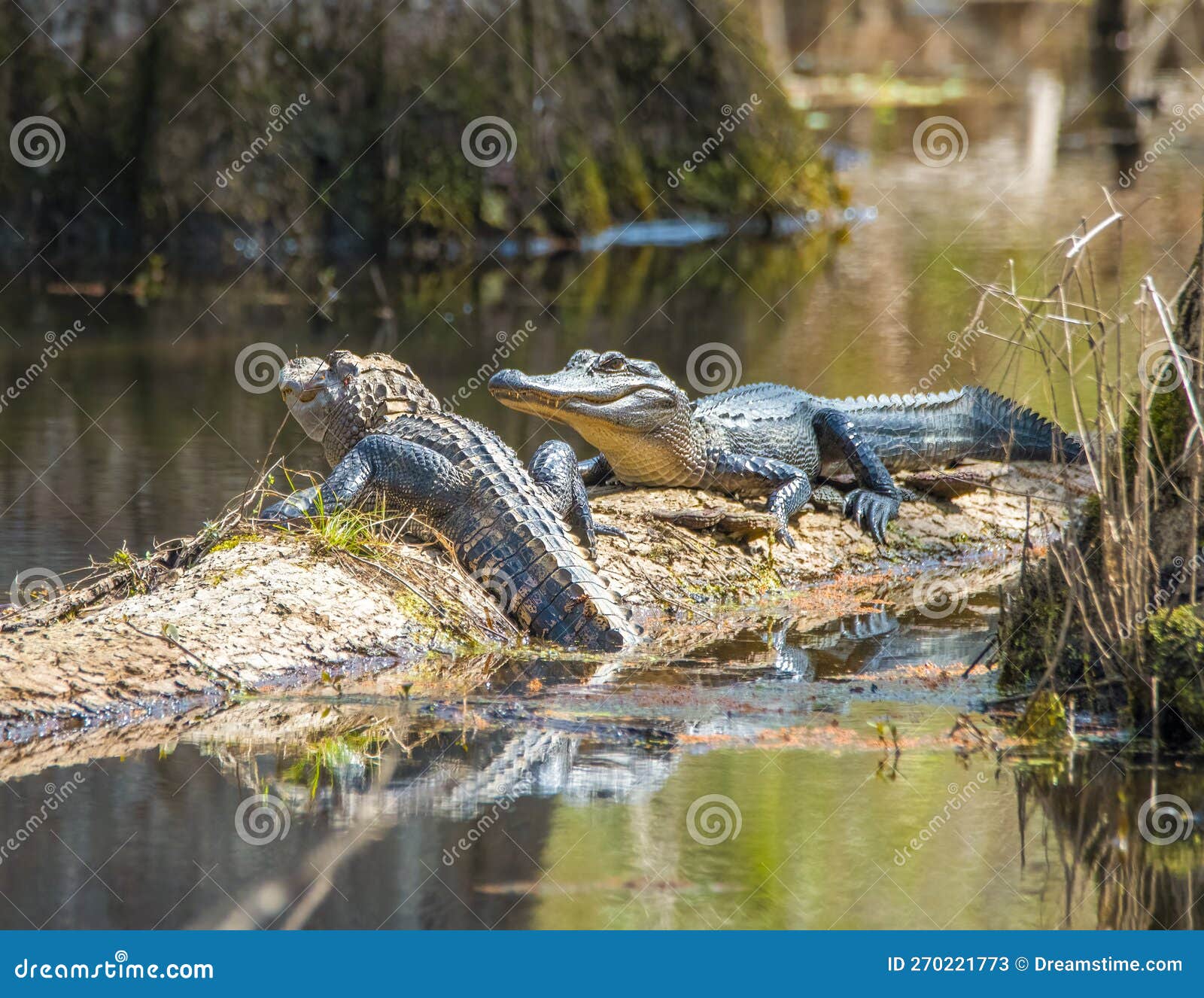 American Alligators Basking Stock Image - Image of outdoors, american ...