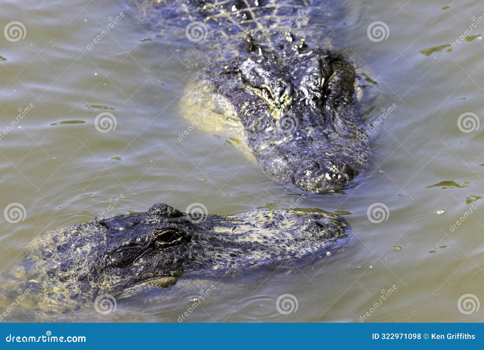 American Alligators stock photo. Image of crocodilian - 322971098
