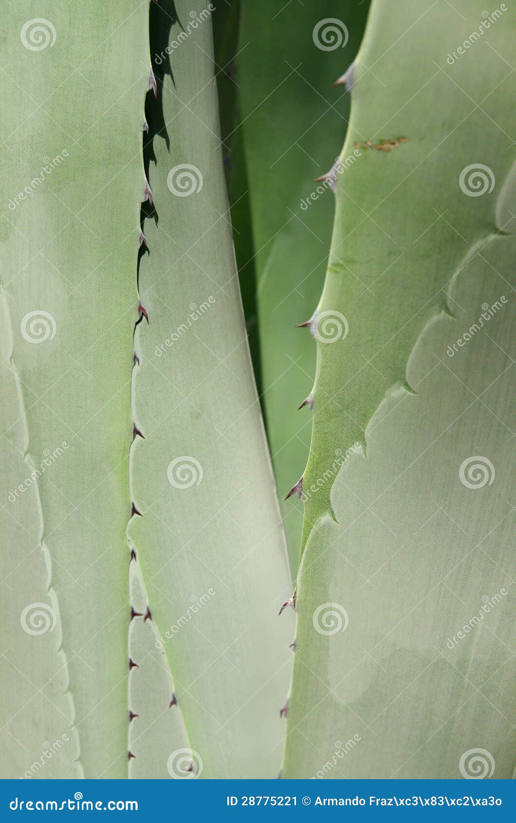 American aloe background stock image. Image of background - 28775221
