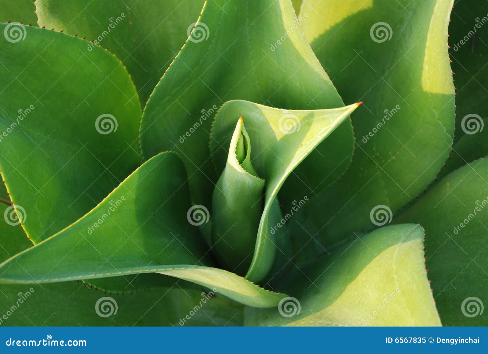 American aloe leaves stock image. Image of curves, verdure - 6567835