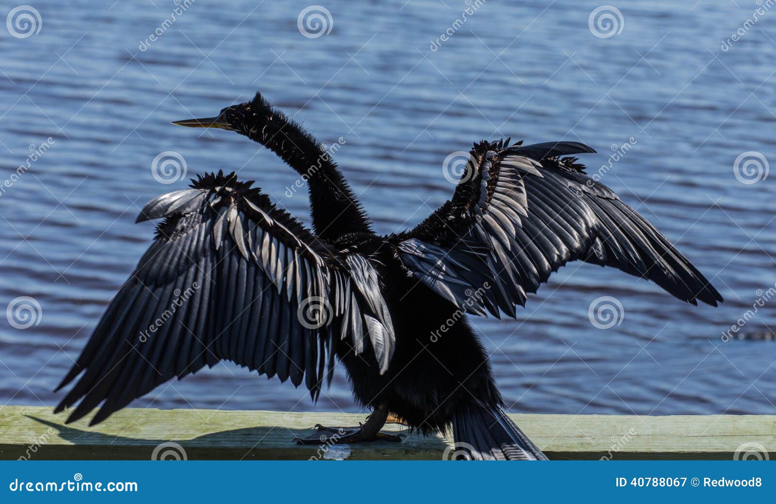 American Anhinga Drying Wings Stock Image - Image of anhinga, darter ...