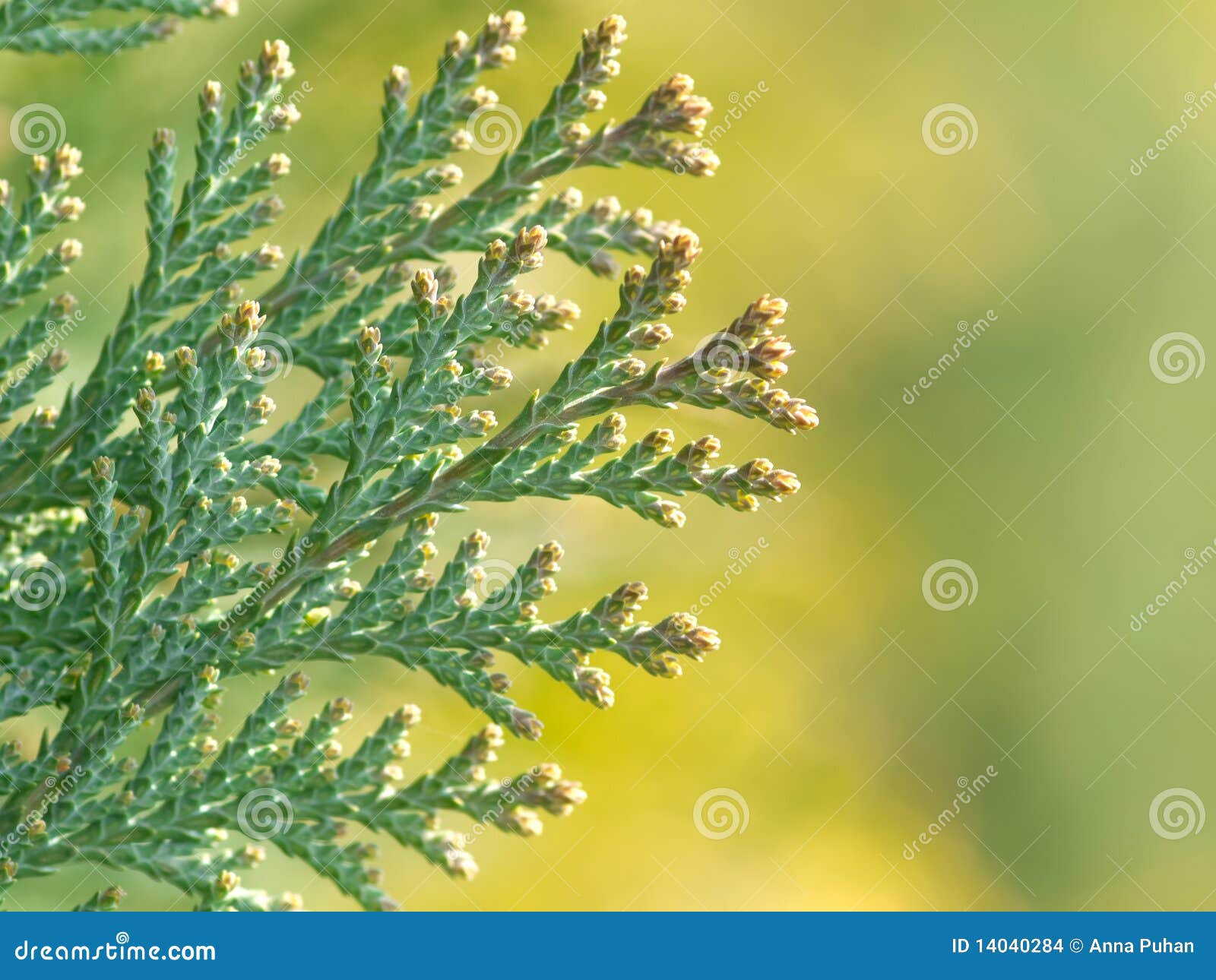 American Arborvitae (cypress Tree) Stock Photography | CartoonDealer ...