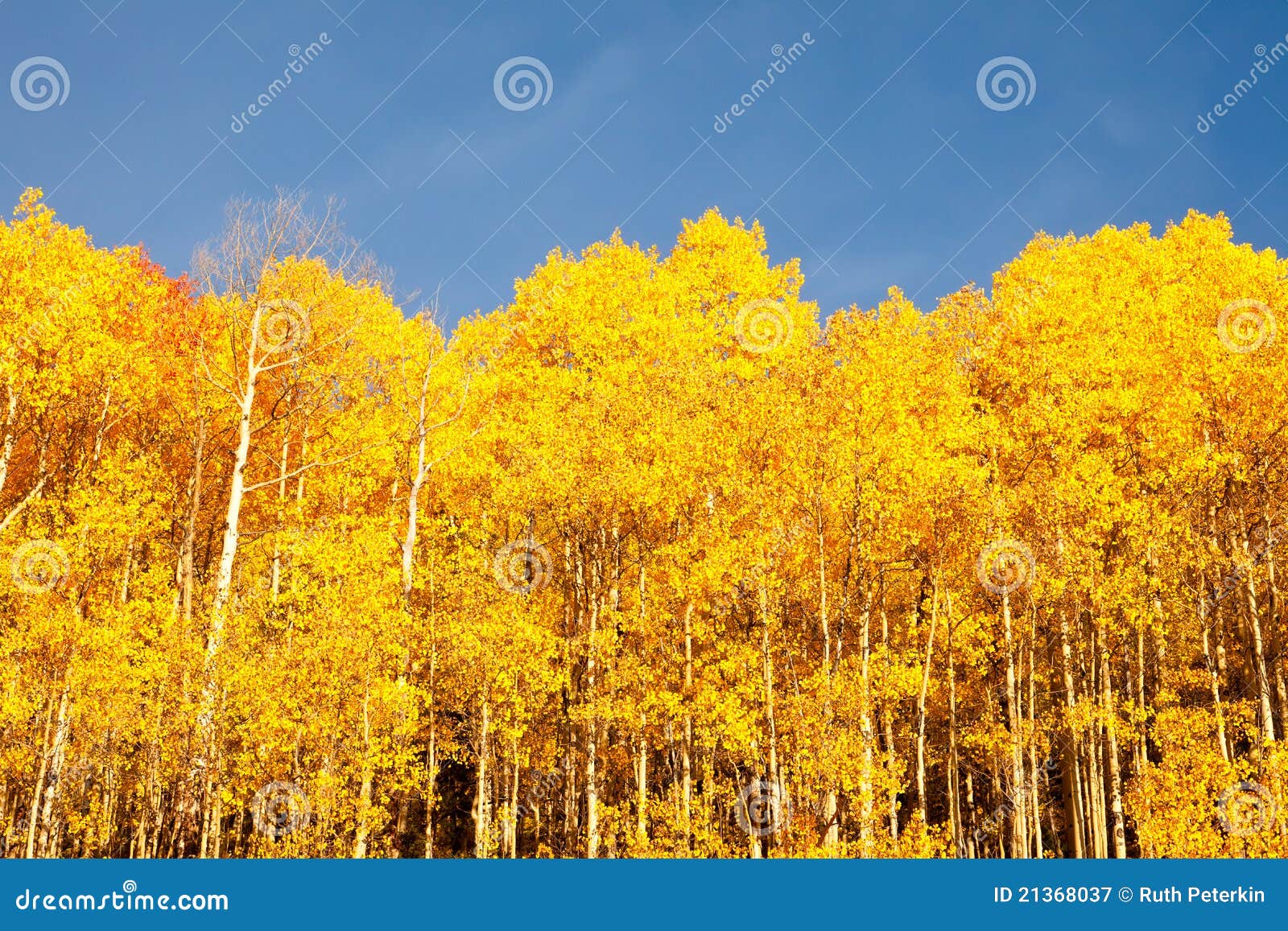 American Aspen Trees stock image. Image of yellow, cluster - 21368037