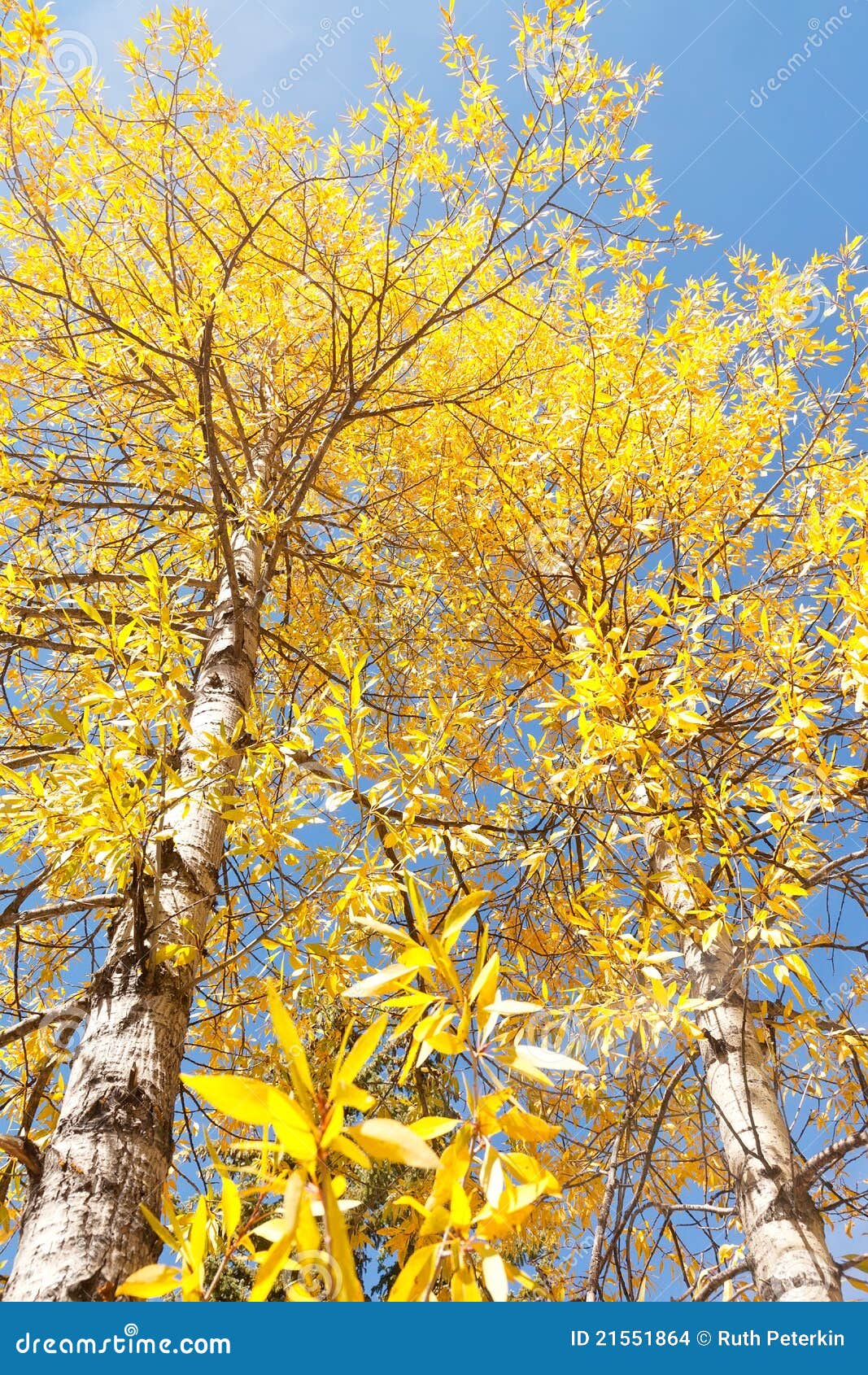 American Aspen Trees stock photo. Image of season, trees - 21551864