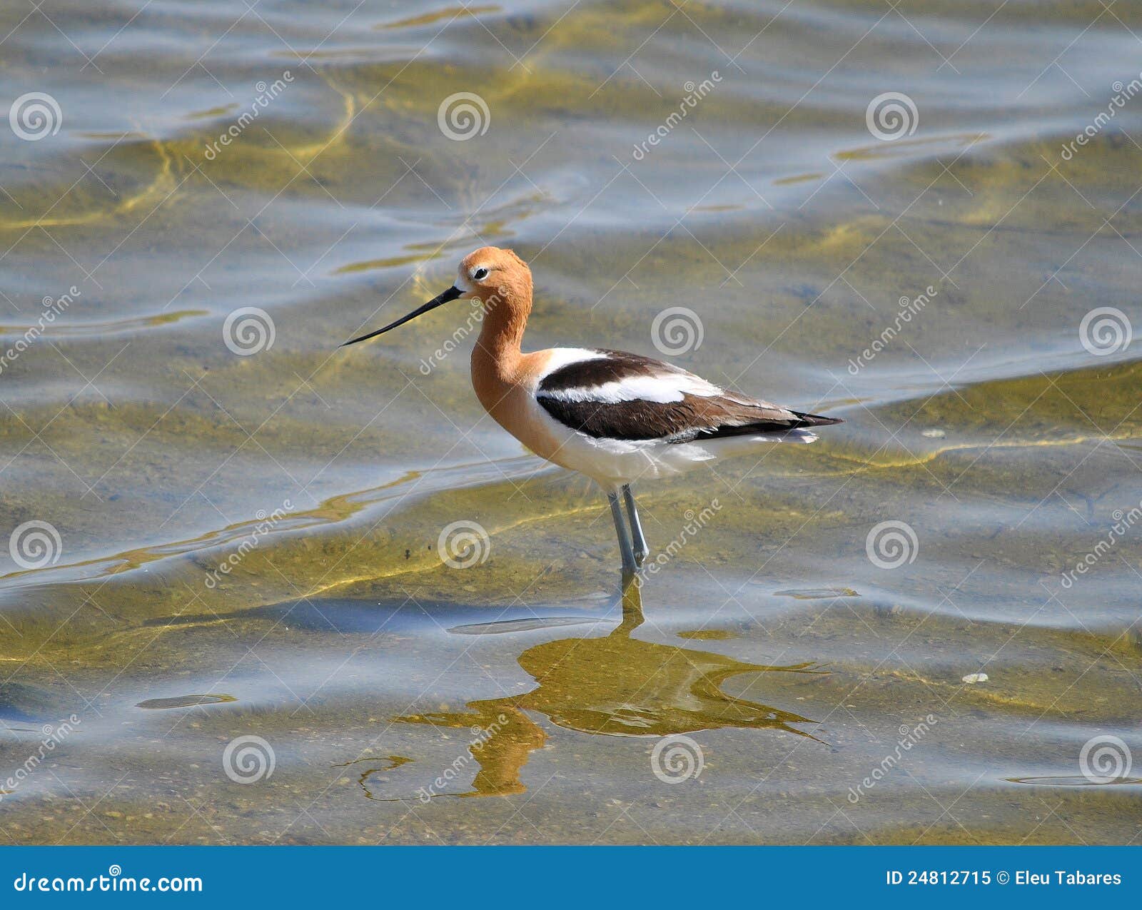 American Avocet stock image. Image of blue, wader, animal - 24812715