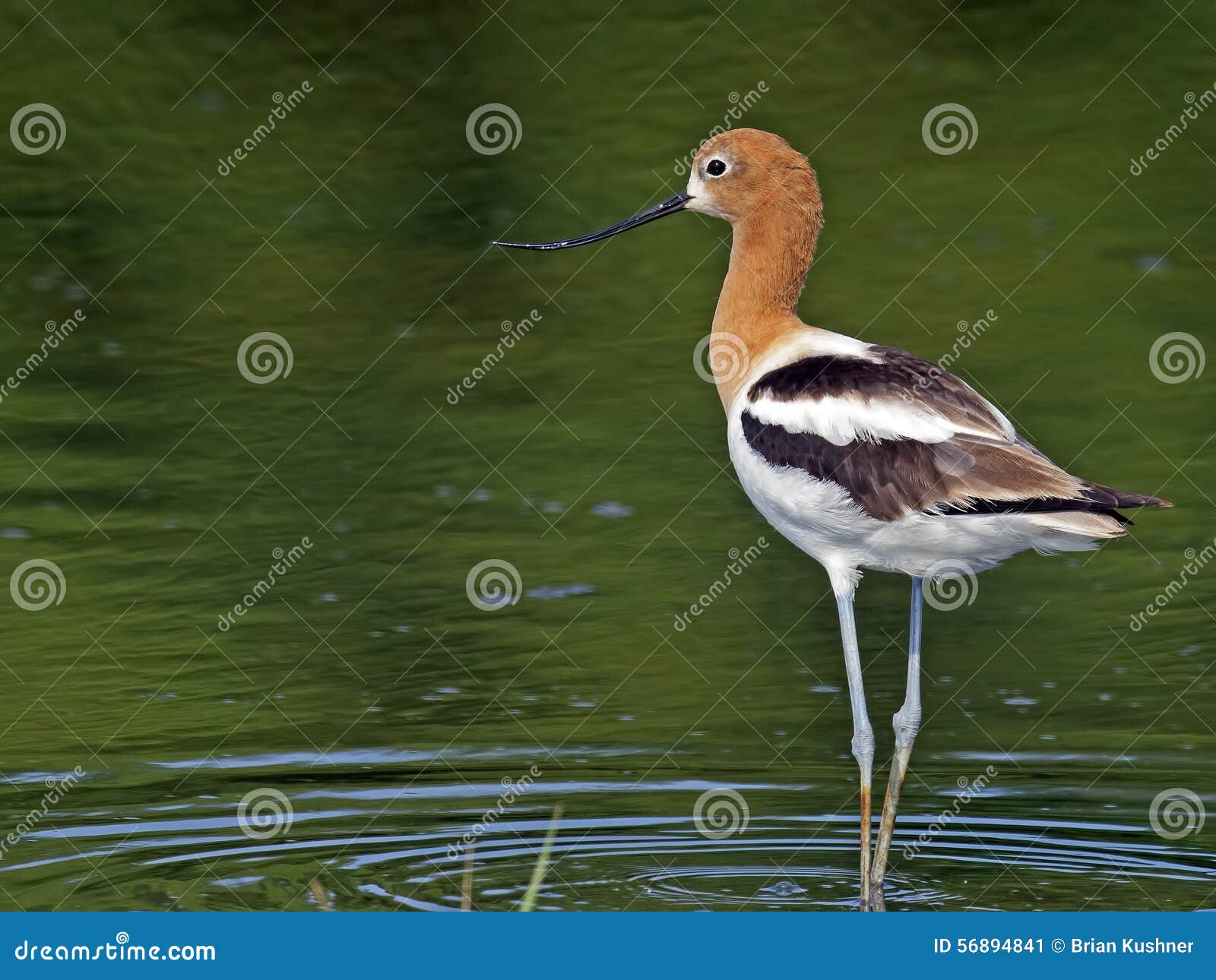 American Avocet in Breeding Colors Stock Image - Image of marsh ...
