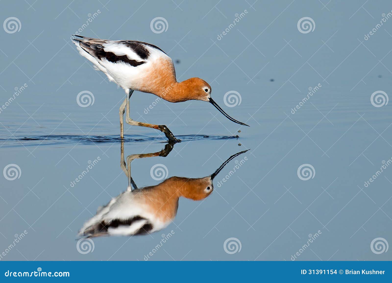 American Avocet stock photo. Image of nature, wildlife - 31391154