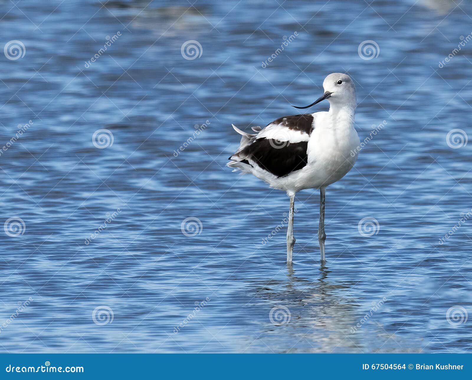 American Avocet stock photo. Image of marsh, americana - 67504564