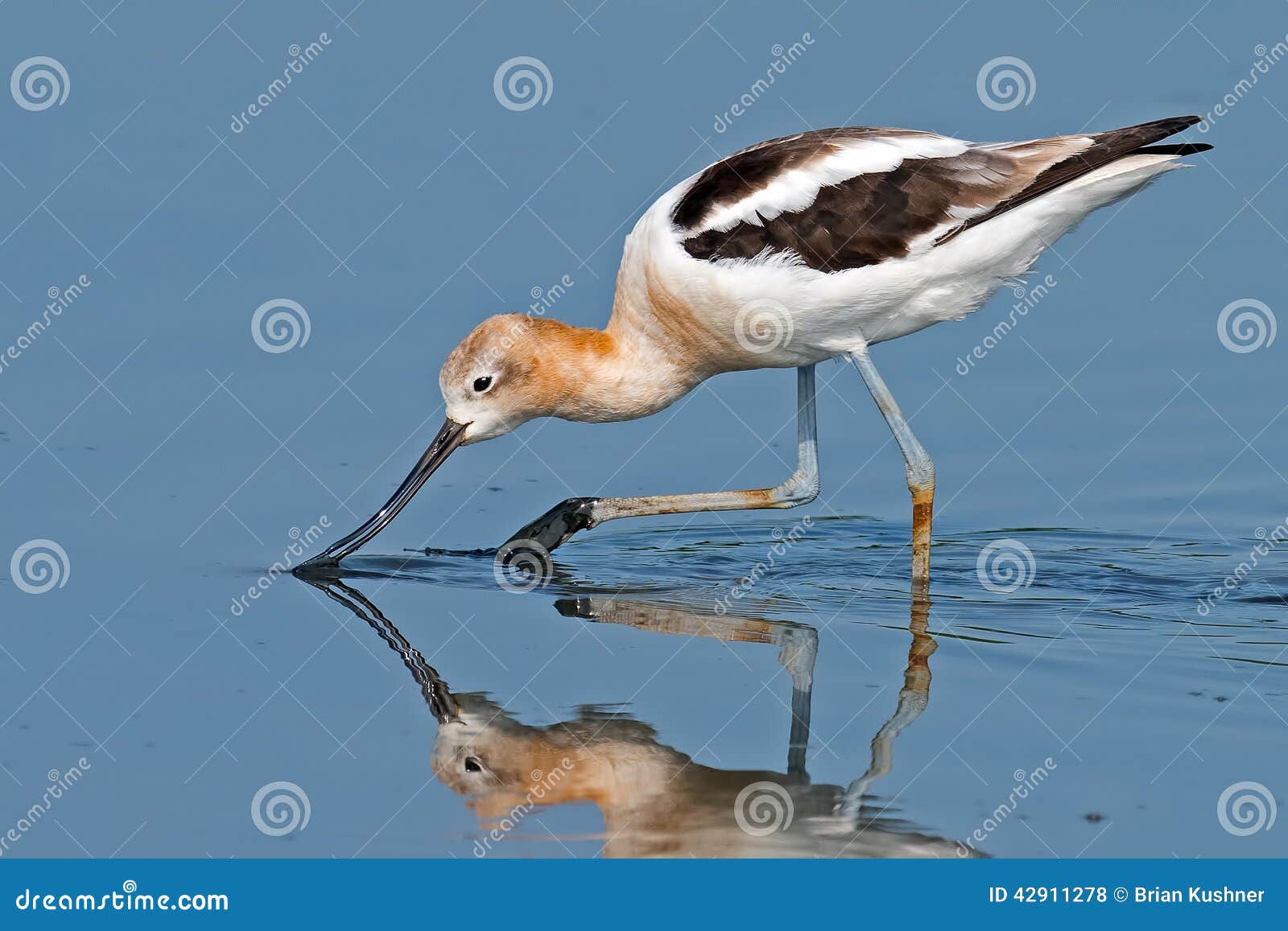 American Avocet stock photo. Image of wildlife, nature - 42911278