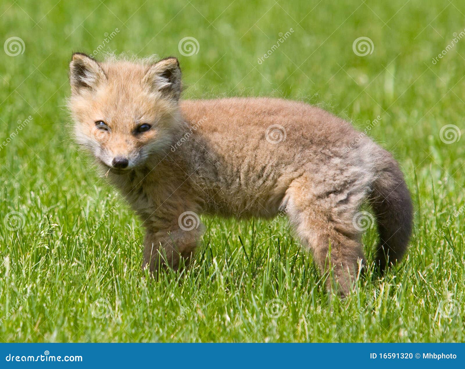 American Baby Red Fox stock photo. Image of stilt, brachyurus - 16591320