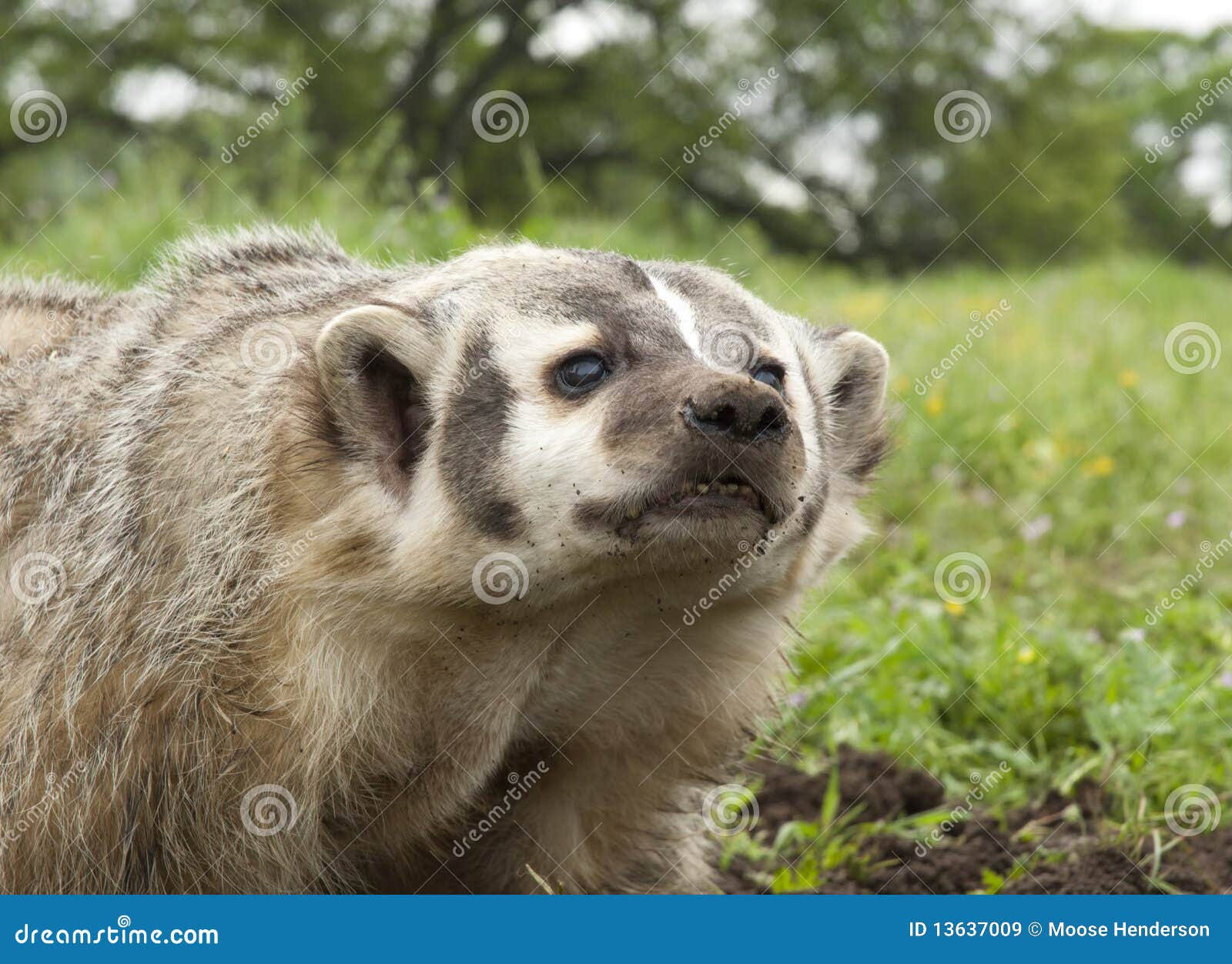 American Badger stock image. Image of spring, american - 13637009