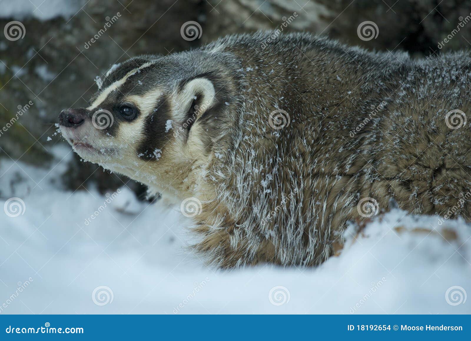 Angry Badger In Vertical Format Stock Photography | CartoonDealer.com ...
