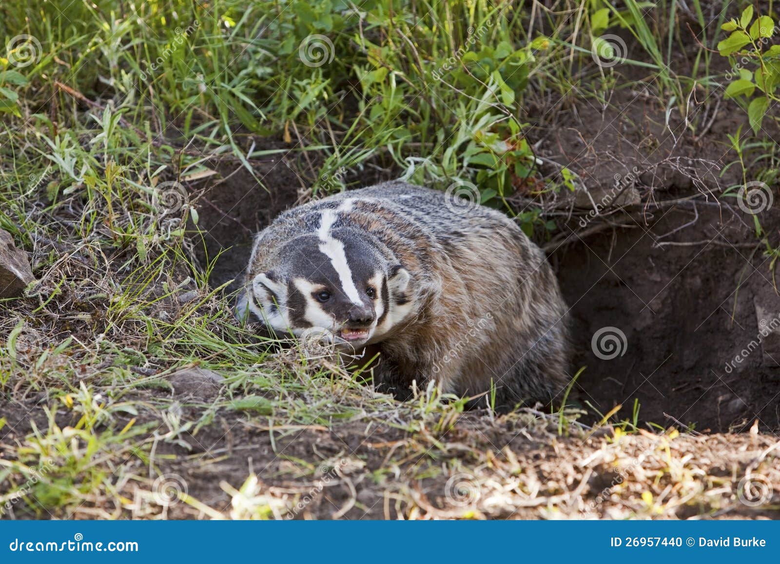 American Badger stock photo. Image of nature, natural - 26957440