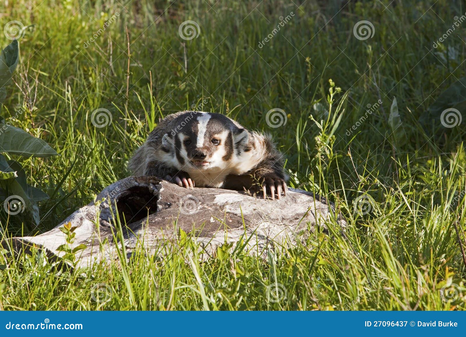 American Badger stock image. Image of habitat, prey, badger - 27096437