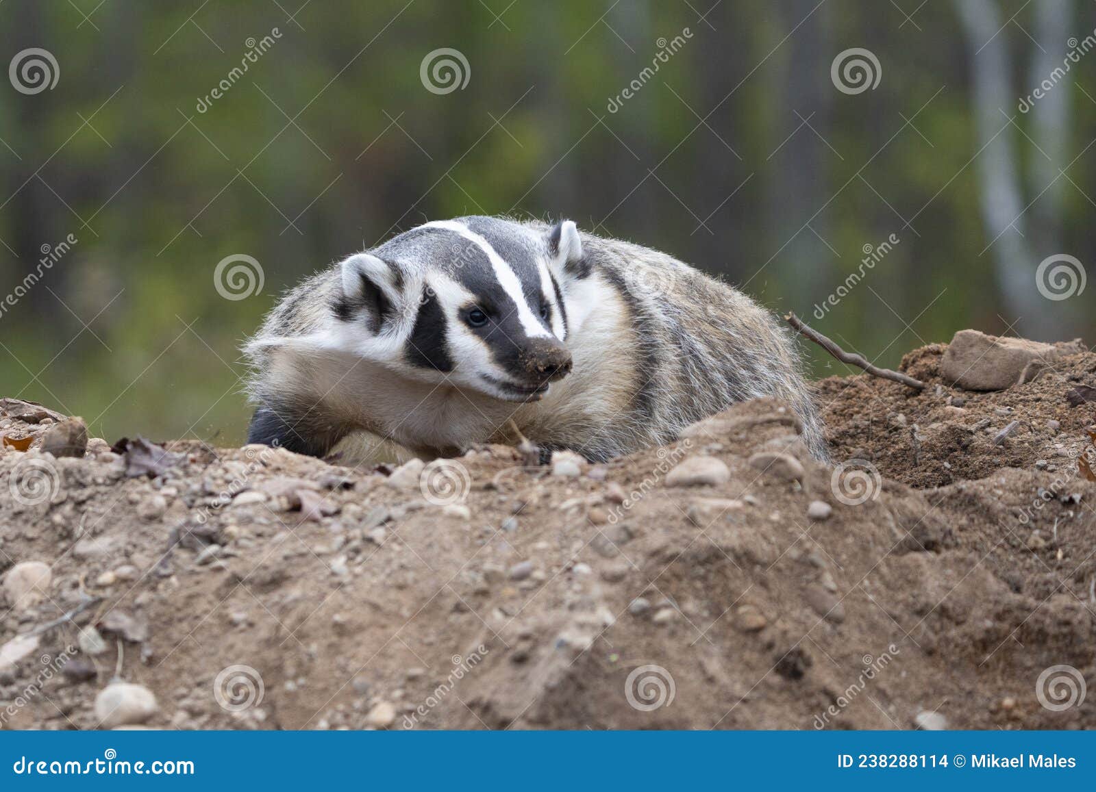 American Badger Defending Den Site Stock Photo - Image of dachs, angry ...