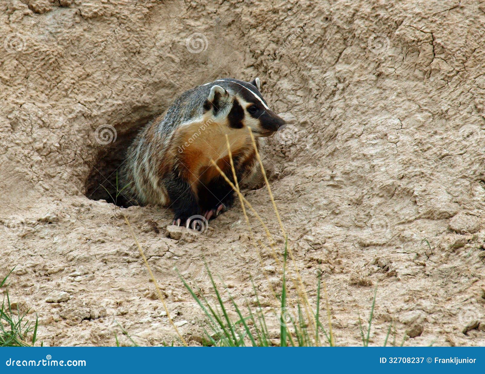 An American Badger stock image. Image of animal, hole - 32708237