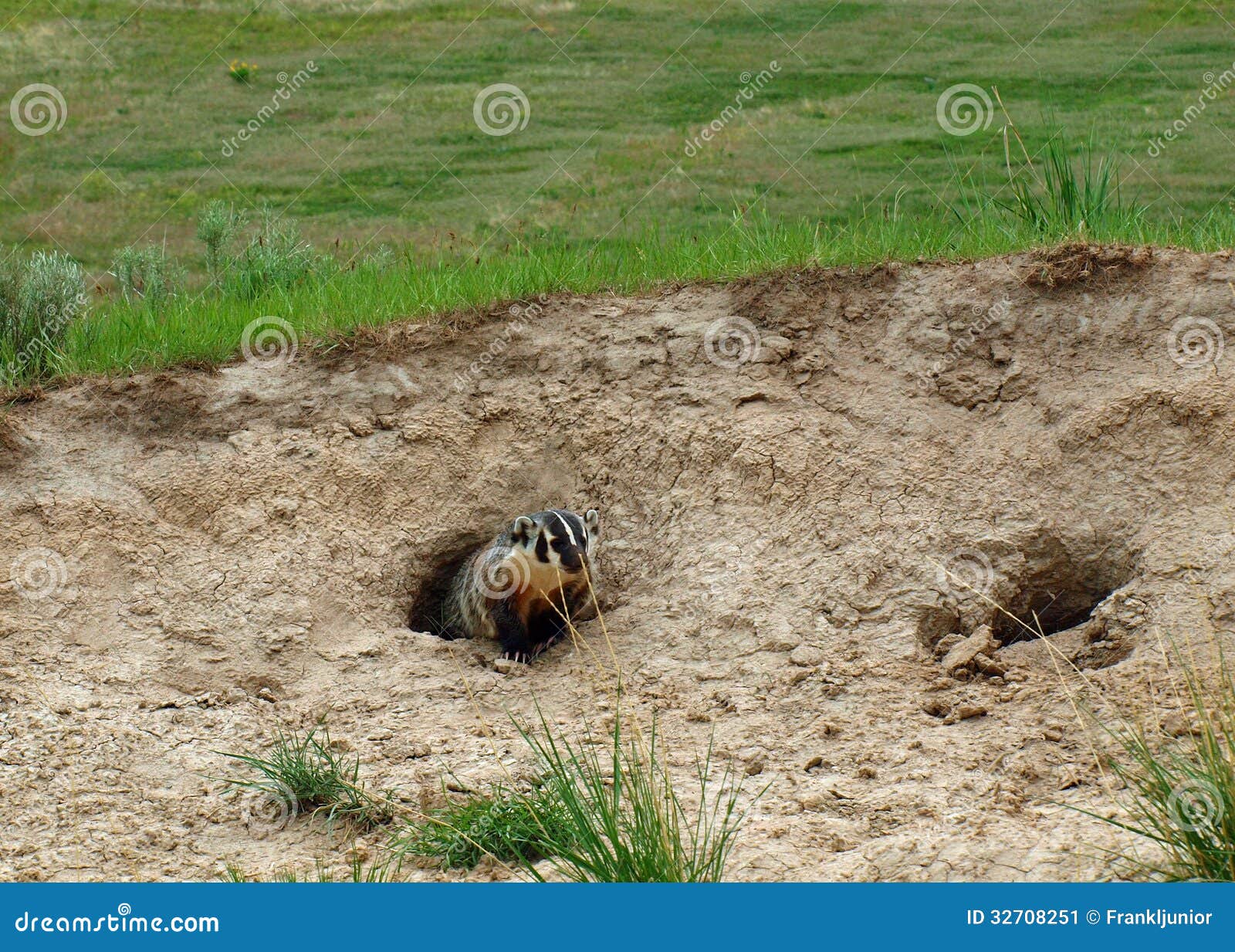 An American Badger stock image. Image of badger, beast - 32708251