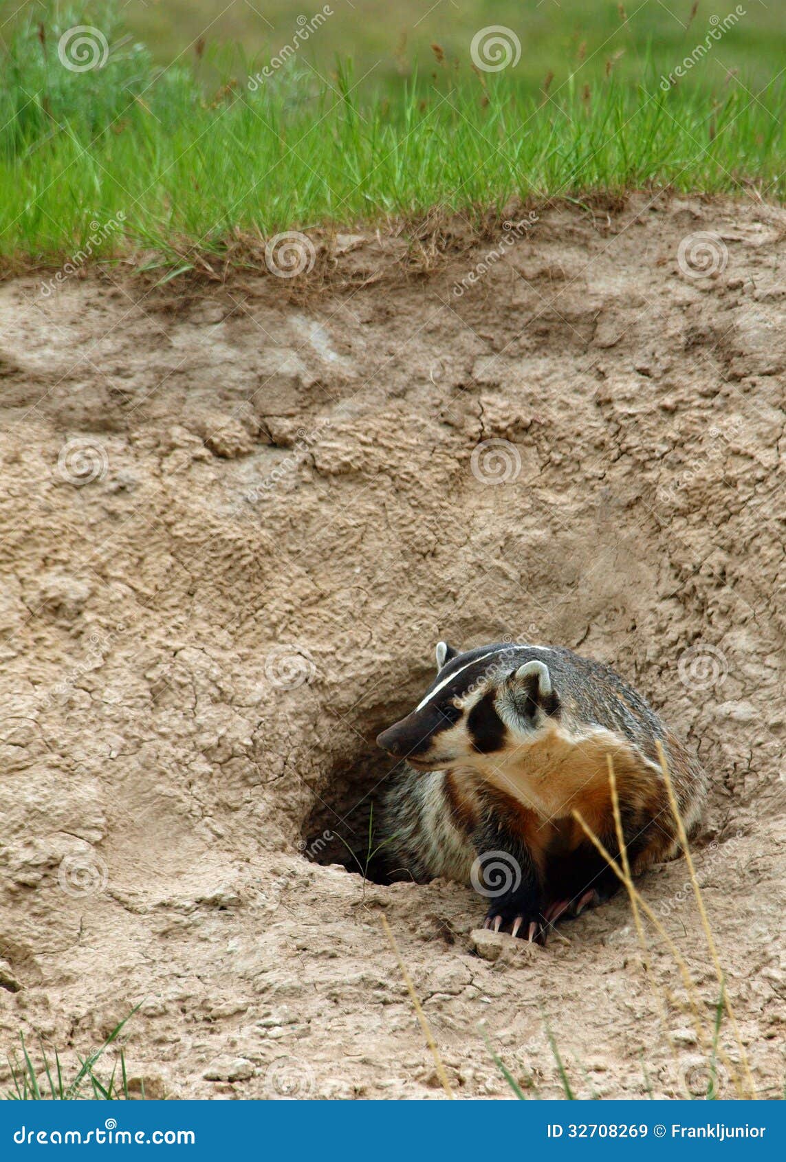 An American Badger stock image. Image of beast, vicious - 32708269