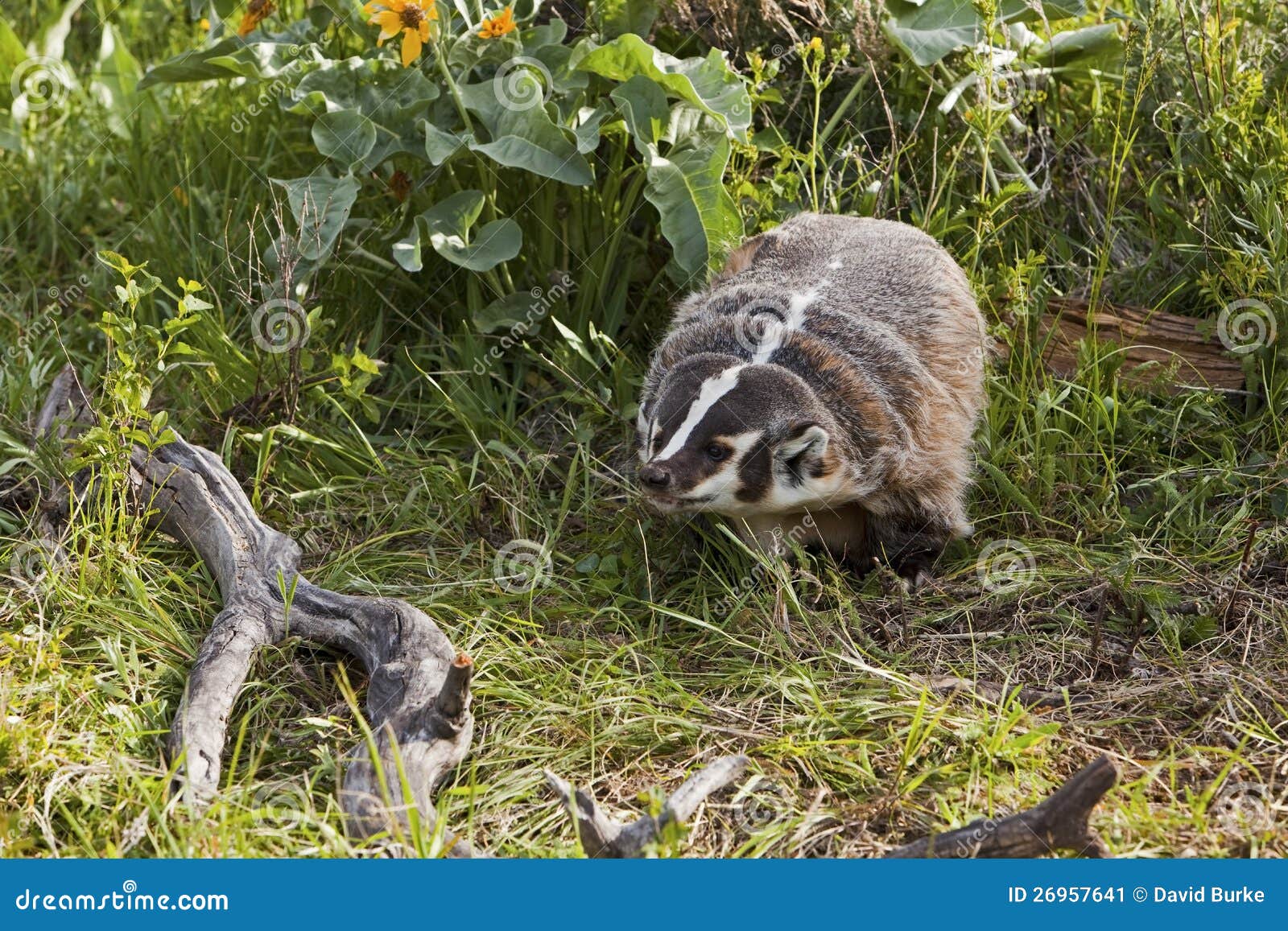 American Badger in Forest Grass Stock Image - Image of closeup, mammal ...