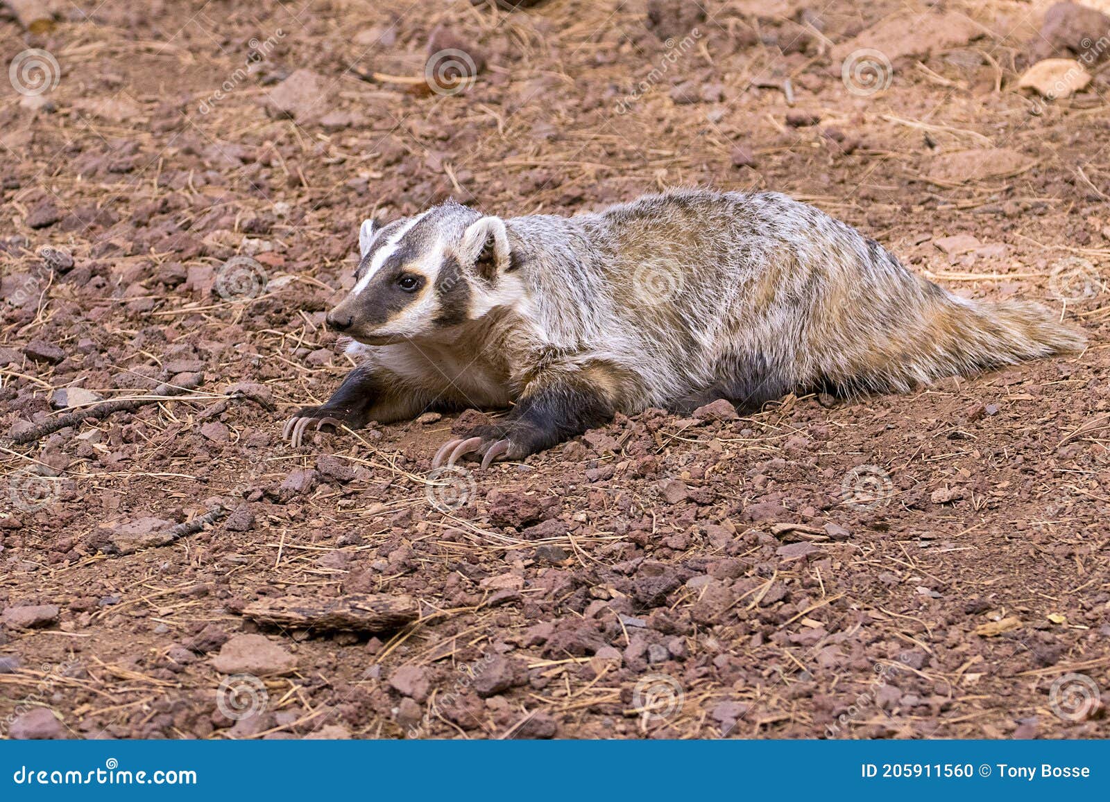 American Badger Laying Down Stock Photo - Image of outside, aggressive ...