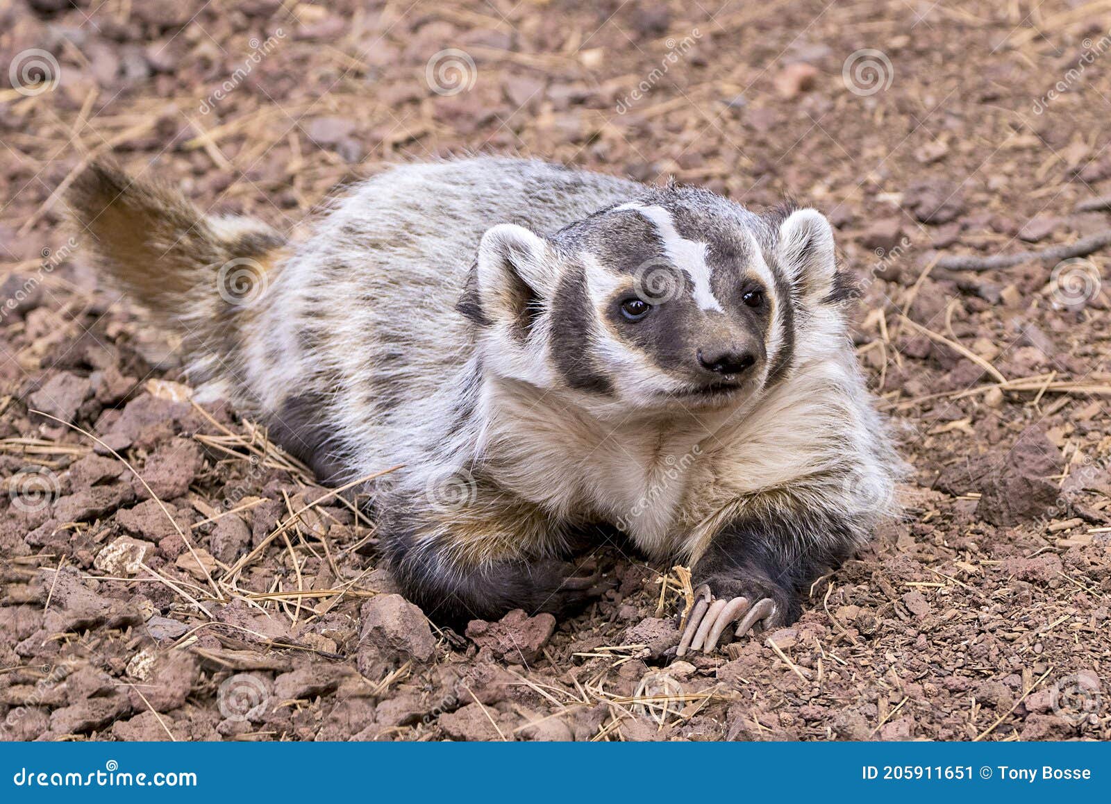 American Badger stock image. Image of claws, outside - 205911651